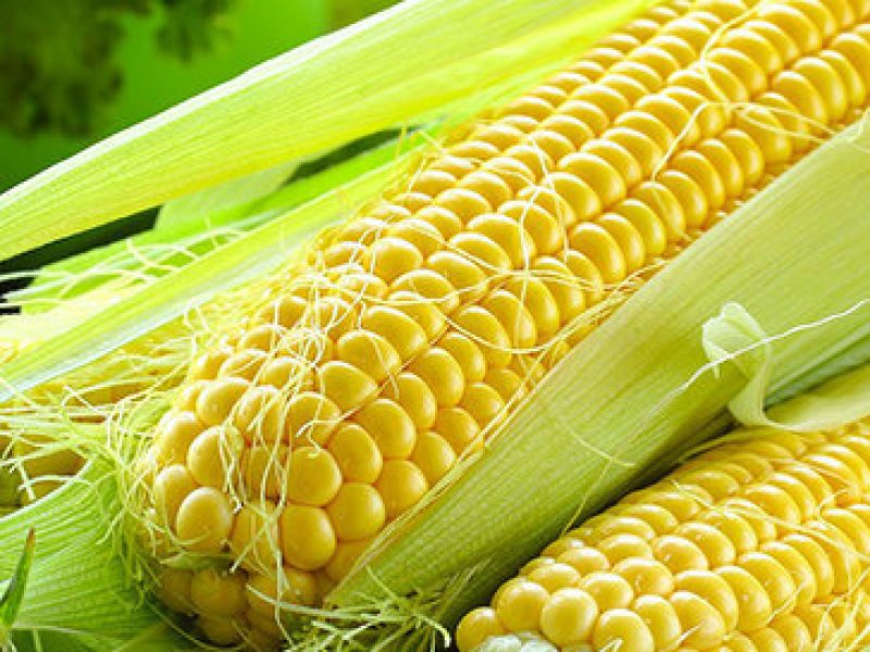 Milho: Uma espiga carregada de vitaminas e minerais