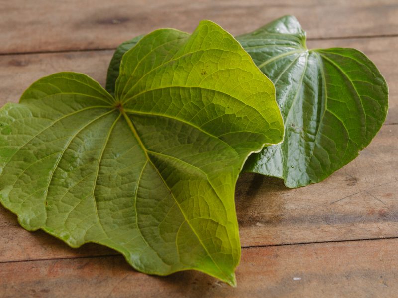 Pariparoba: Melhora a digestão e mais 6 benefícios